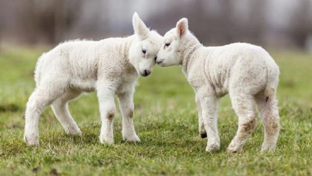 Corderitos in vitro - Economía | Diario La Prensa